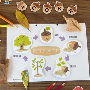 Oak Tree Life Cycle Printable,montessori Science Activity, Preschool ...