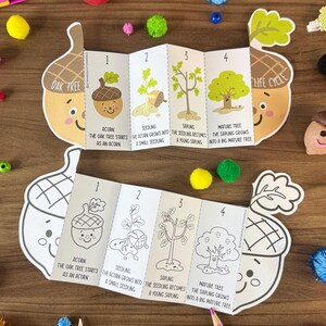 Oak Tree Life Cycle Printable Foldout | Interactive Acorn Growth Chart ...