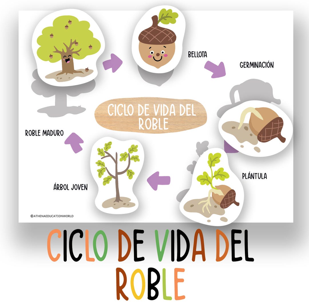 Oak Tree Life Cycle Printable in Spanish, Ciclo De Vida Del Roble ...
