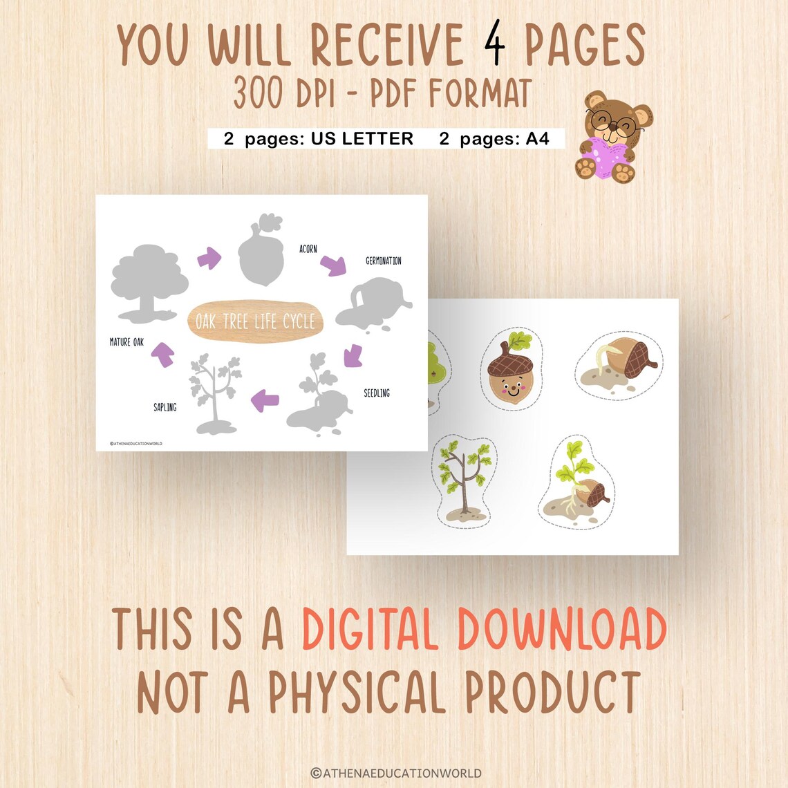 Oak Tree Life Cycle Printable,montessori Science Activity, Preschool ...