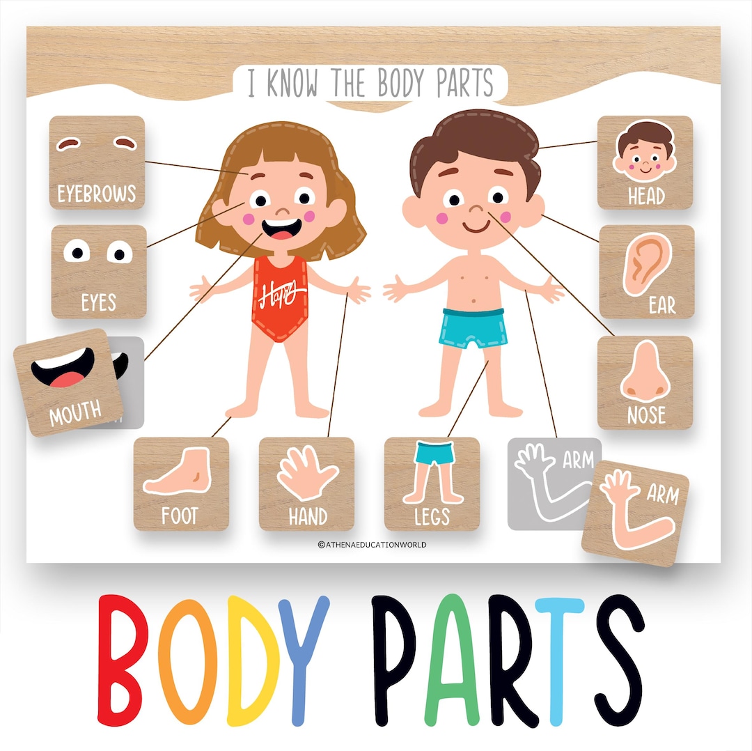 Body Parts Worksheet, Toddler Activity, Homeschool Printables ...
