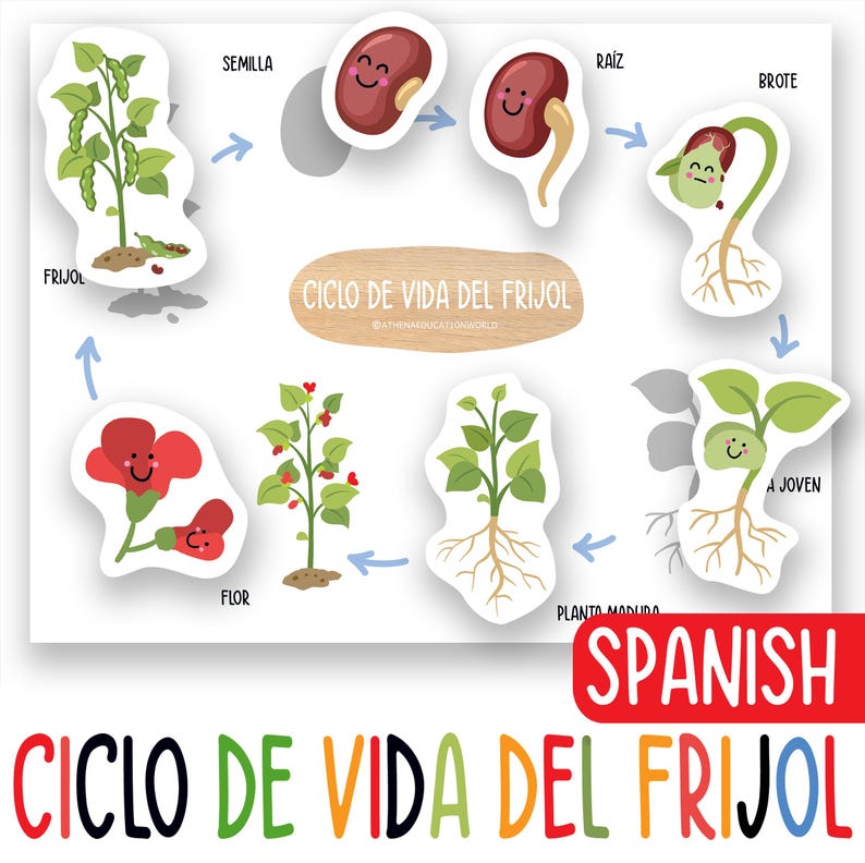 Spanish Bean Life Cycle for Kids Printable, Plant Science Chart for ...