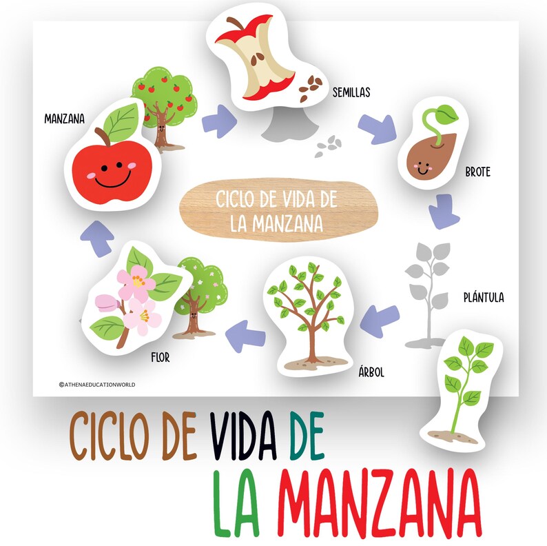 Spanish Apple Life Cycle Printable Activity for Kids, Science ...