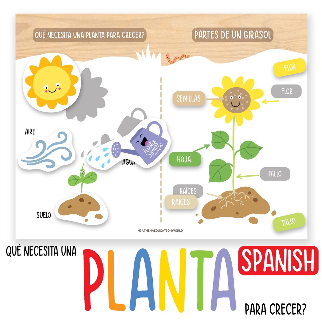 Spanish Plant Life Cycle Printable, Sunflower Growth Chart, Preschool ...