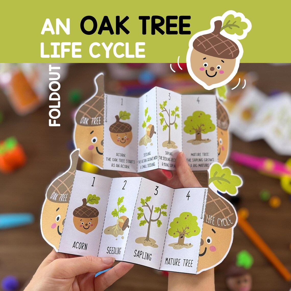 Oak Tree Life Cycle Printable Foldout, Montessori Science Activity ...