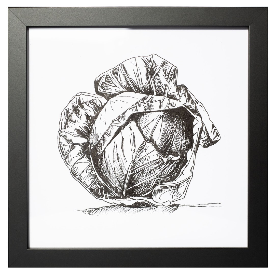 Food Drawing - Cabbage - Etsy