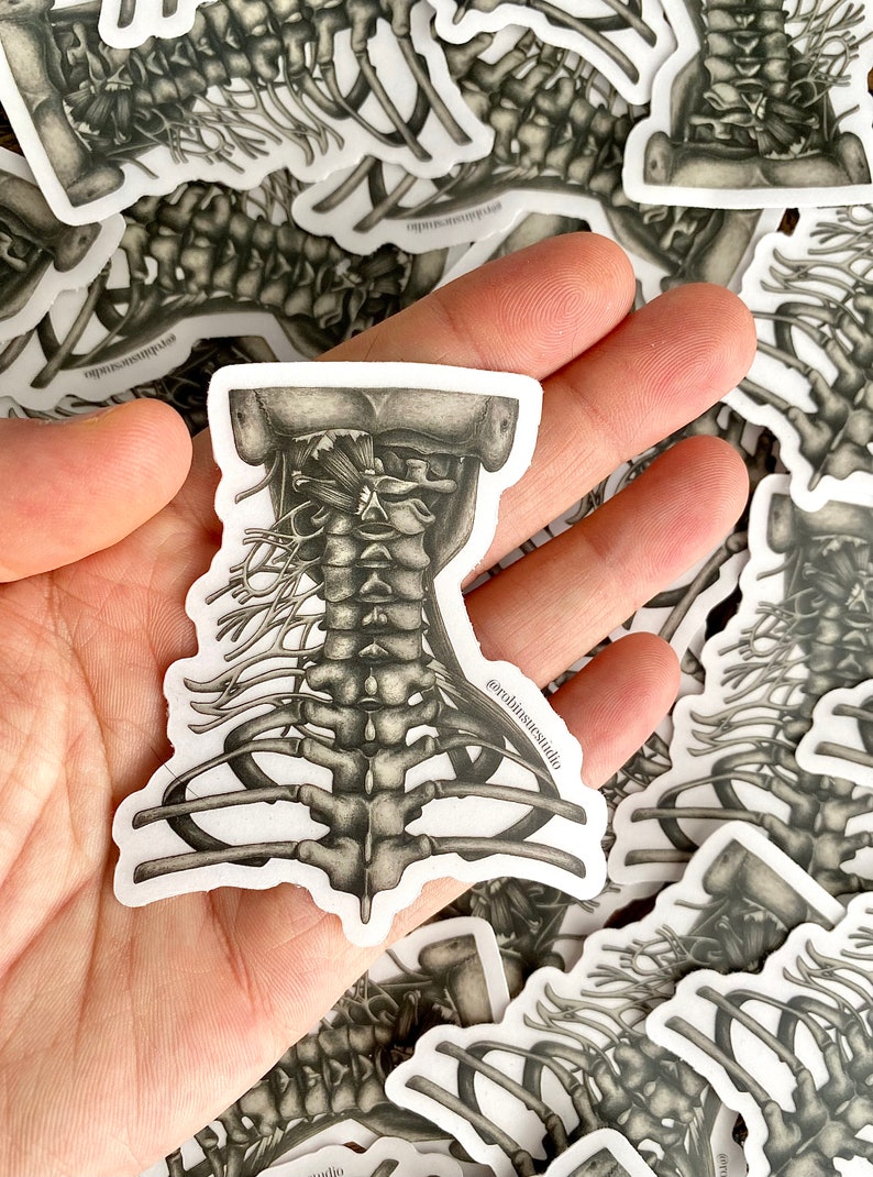 Clear Vinyl Sticker Spine Anatomy Sticker for Water Bottle Waterproof ...
