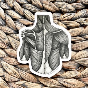 Clear Vinyl Sticker Back Muscle Anatomy Sticker Medical Theme Sticker ...
