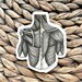 Clear Vinyl Sticker Back Muscle Anatomy Sticker Medical Theme Sticker ...