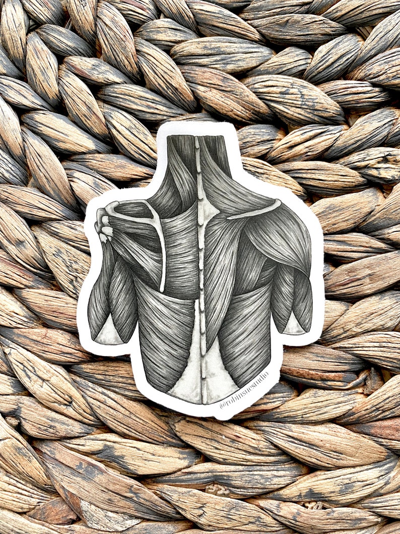 Clear Vinyl Sticker Back Muscle Anatomy Sticker Medical Theme Sticker ...