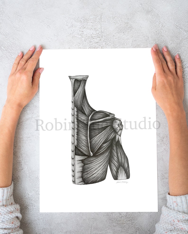 Shoulder Anatomy Poster for Sports Medicine Doctor Office Poster ...