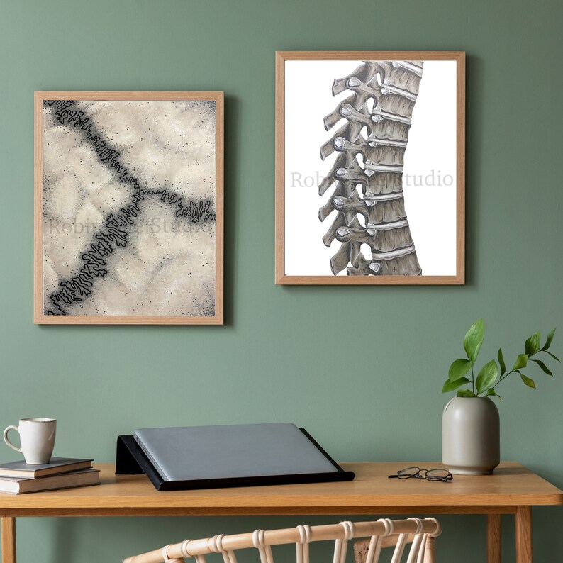 Spine Anatomy Poster Medical Decor for Doctor Office Decor for Waiting ...