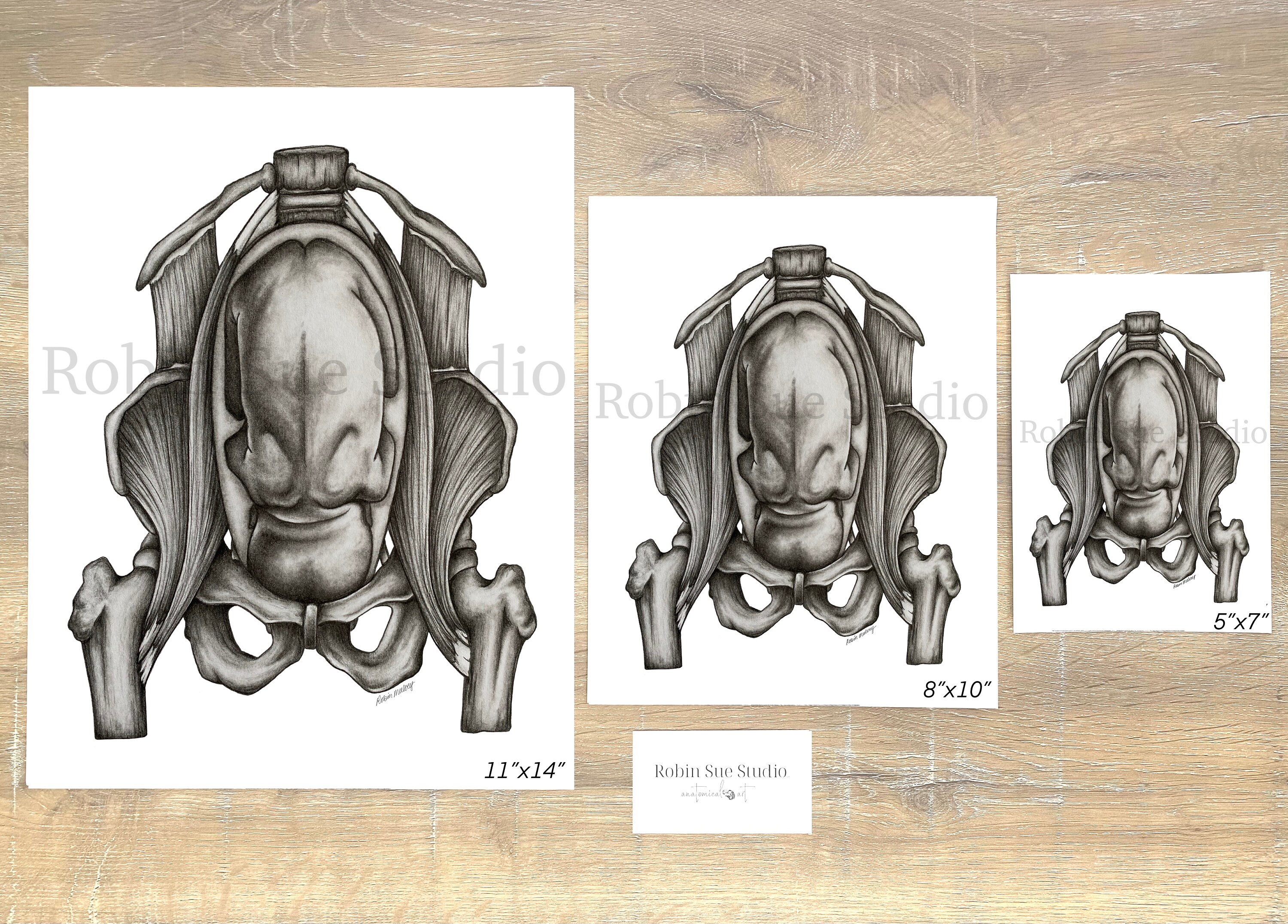 Pregnancy Art for Midwife Art for Doula Gift Pregnancy Anatomy Art for ...