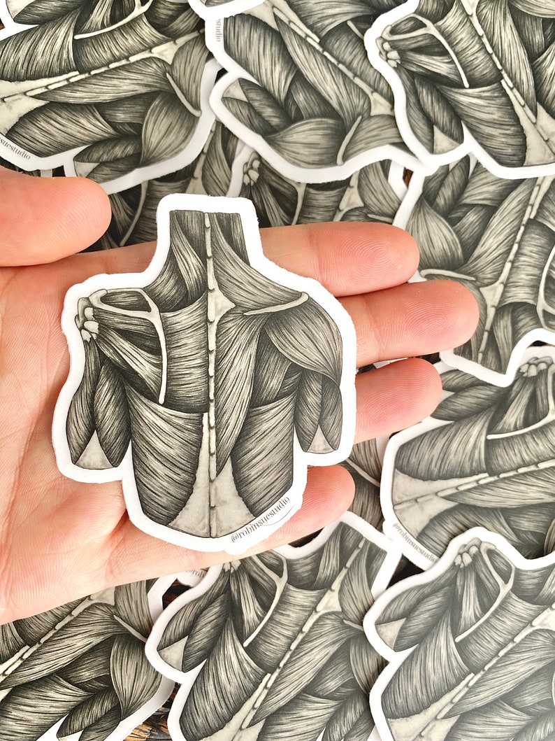 Clear Vinyl Sticker Back Muscle Anatomy Sticker Medical Theme Sticker ...