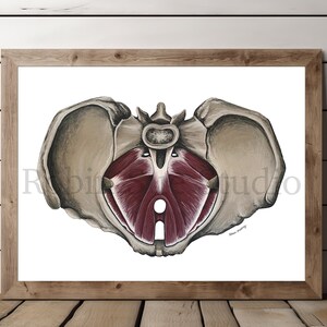 Pelvic Floor Poster for Womens Health Clinic Decor Pelvic Floor Anatomy ...