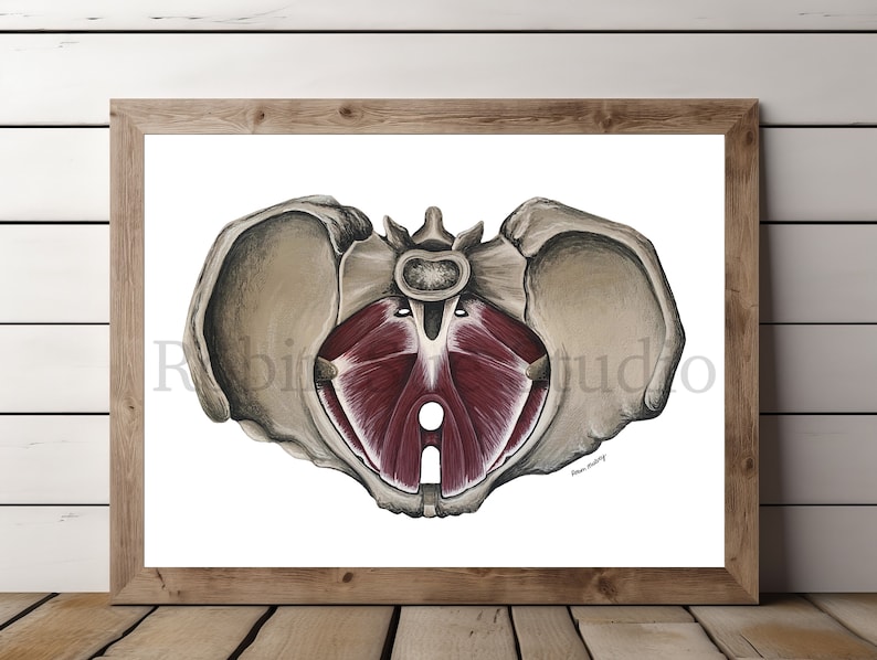 Pelvic Floor Poster for Womens Health Clinic Decor Pelvic Floor Anatomy Art for OBGYN Clinic ...
