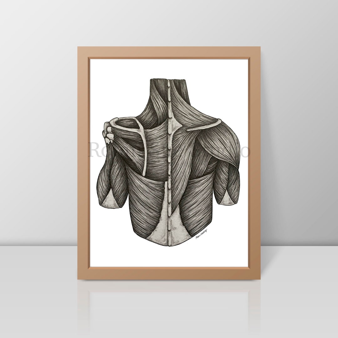 Back Muscle Anatomy Art Anatomy Decor for PT Clinic Decor Medical ...