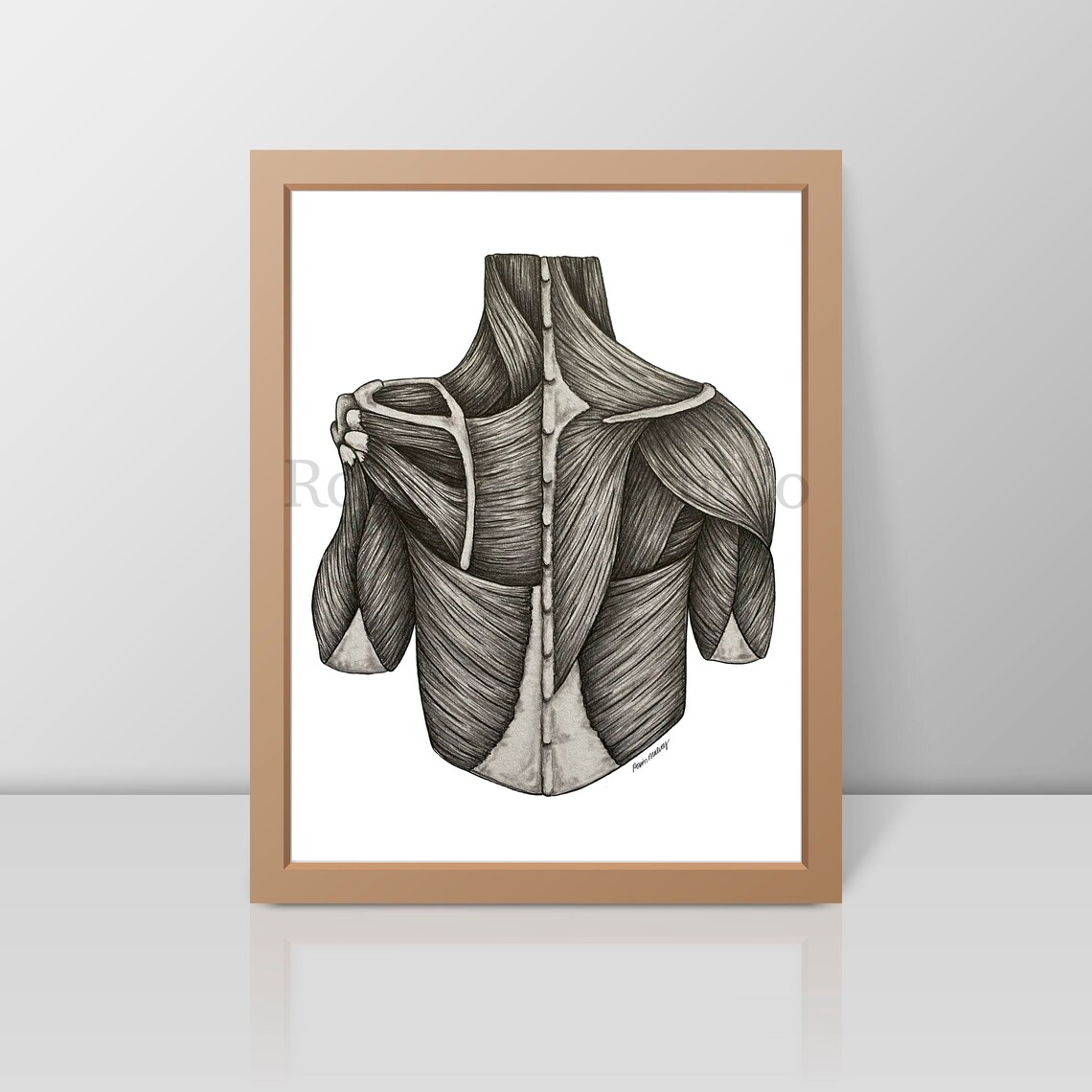 Back Muscle Anatomy Art Anatomy Decor for PT Clinic Decor Medical ...