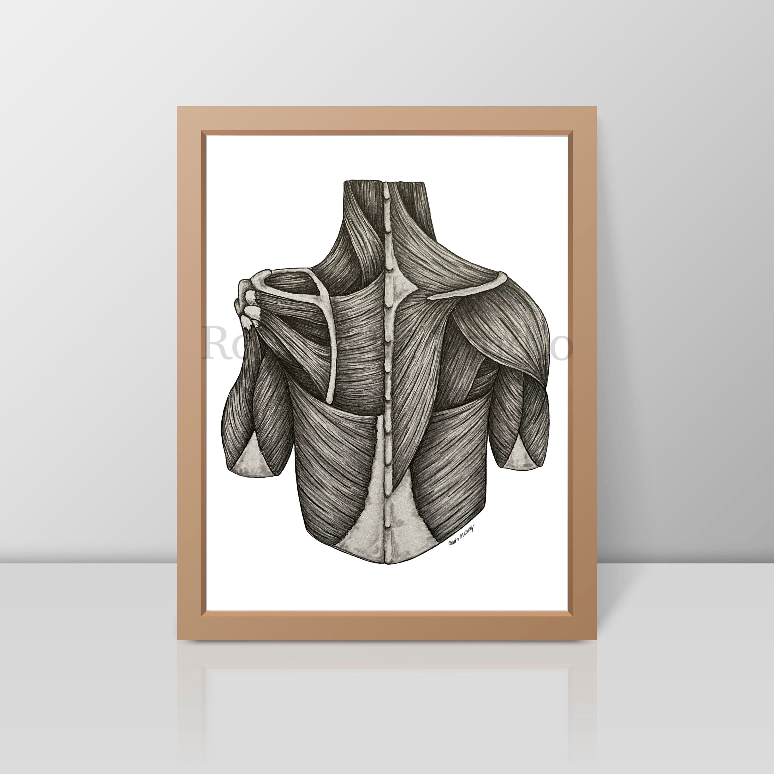 Back Muscle Anatomy Art Anatomy Decor for PT Clinic Decor Medical ...