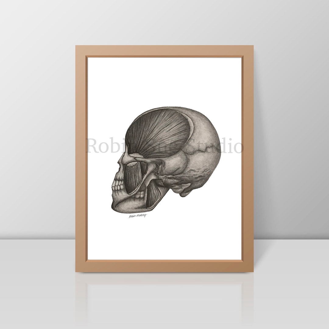 Anatomy Art TMJ Anatomy Gift for ENT Office Decor Medical Art Gift for ...