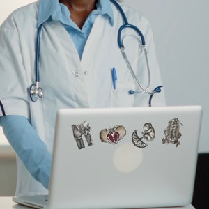 Clear Vinyl Sticker Pelvic Floor Anatomy Sticker for OBGYN Sticker for ...