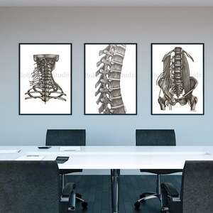 Spine Anatomy Poster Medical Decor for Doctor Office Decor for Waiting ...