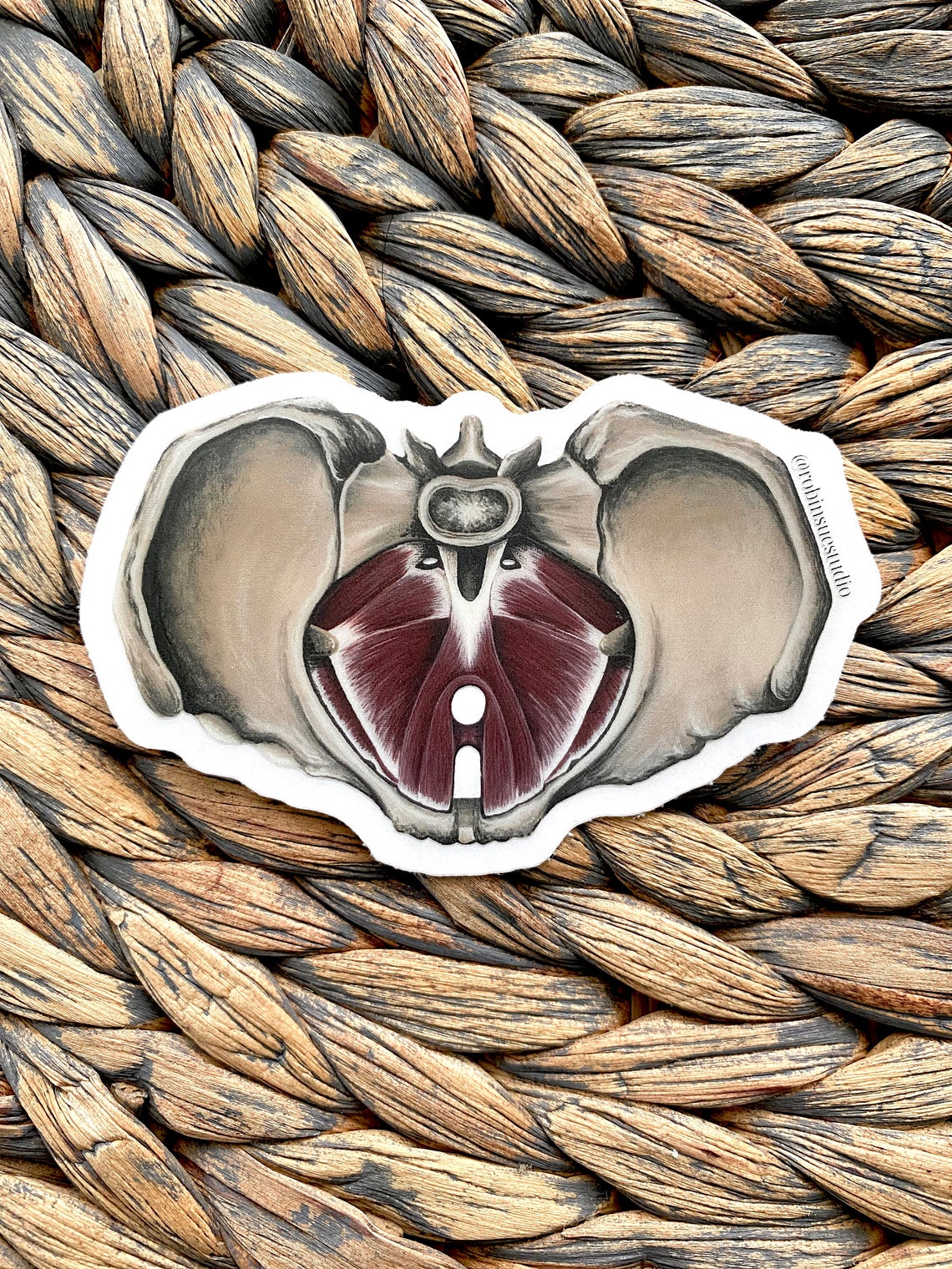 Clear Vinyl Sticker Pelvic Floor Anatomy Sticker for OBGYN Sticker for ...