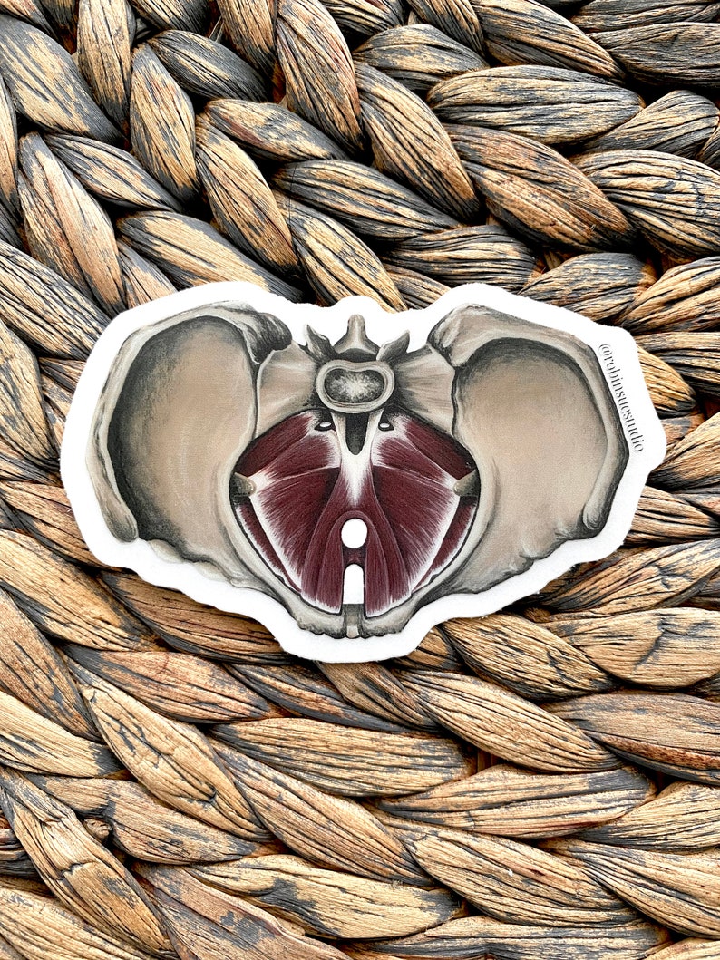 Clear Vinyl Sticker Pelvic Floor Anatomy Sticker for OBGYN Sticker for ...