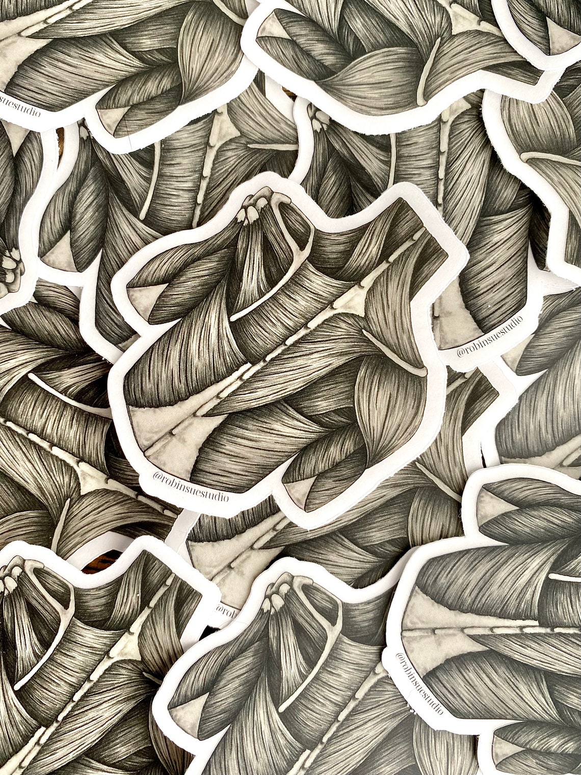 Clear Vinyl Sticker Back Muscle Anatomy Sticker Medical Theme Sticker ...