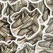 Clear Vinyl Sticker Back Muscle Anatomy Sticker Medical Theme Sticker ...