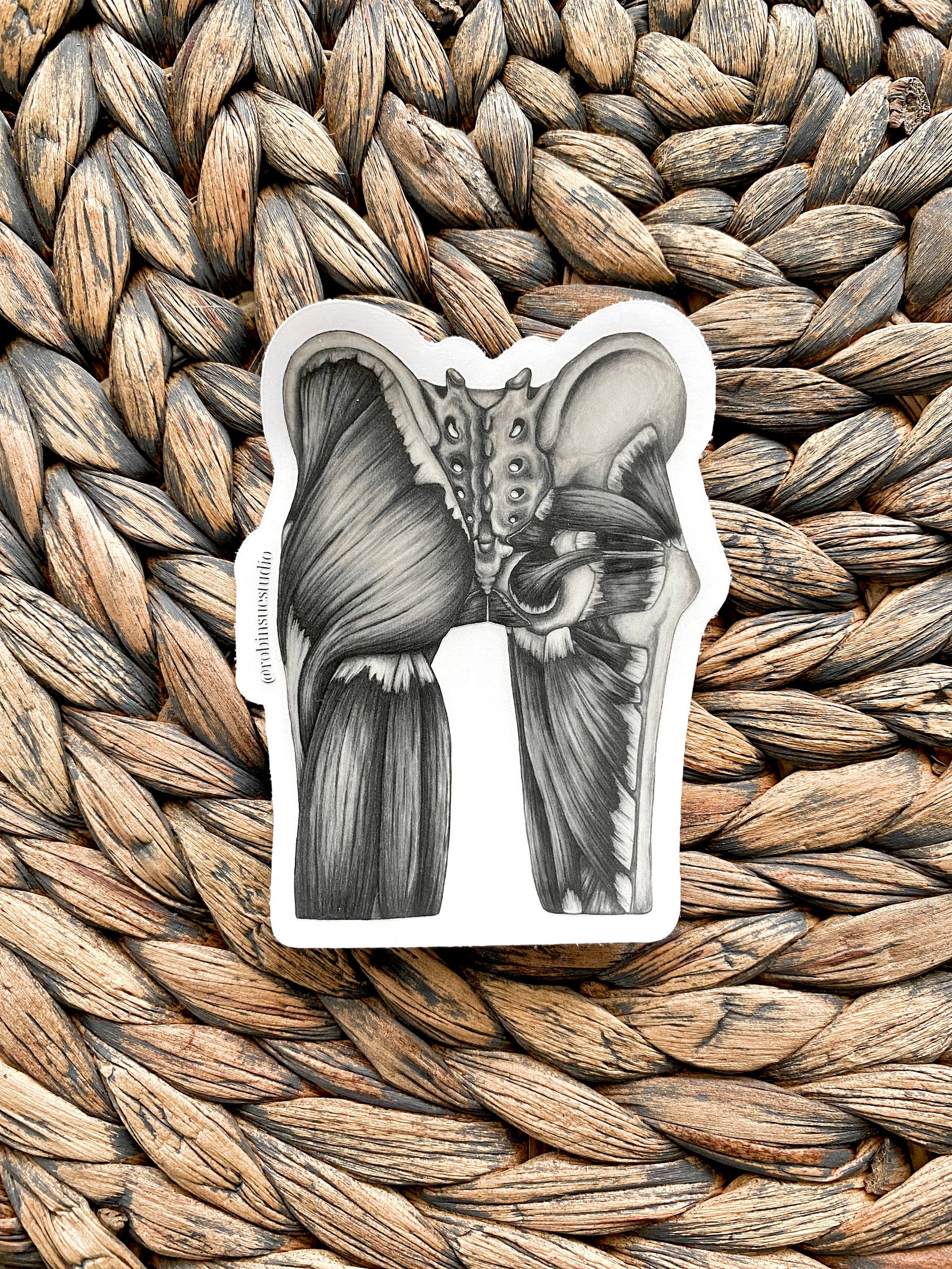 Clear Vinyl Sticker Hip Muscle Anatomy Sticker Waterproof Vinyl Sticker ...