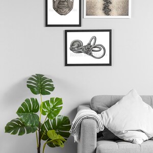Vestibular Anatomy Poster Vestibular Art for ENT Office Wall Art ...