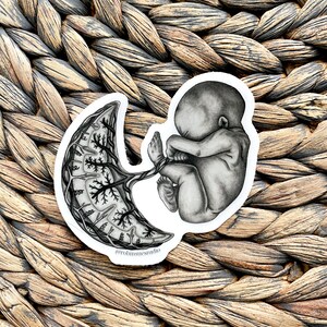 Midwife Gift Newborn Art Placenta Anatomy Sticker for OBGYN Sticker ...