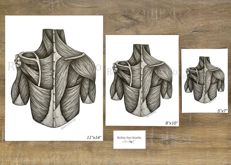 Back Muscle Anatomy Art Anatomy Decor for PT Clinic Decor Medical ...