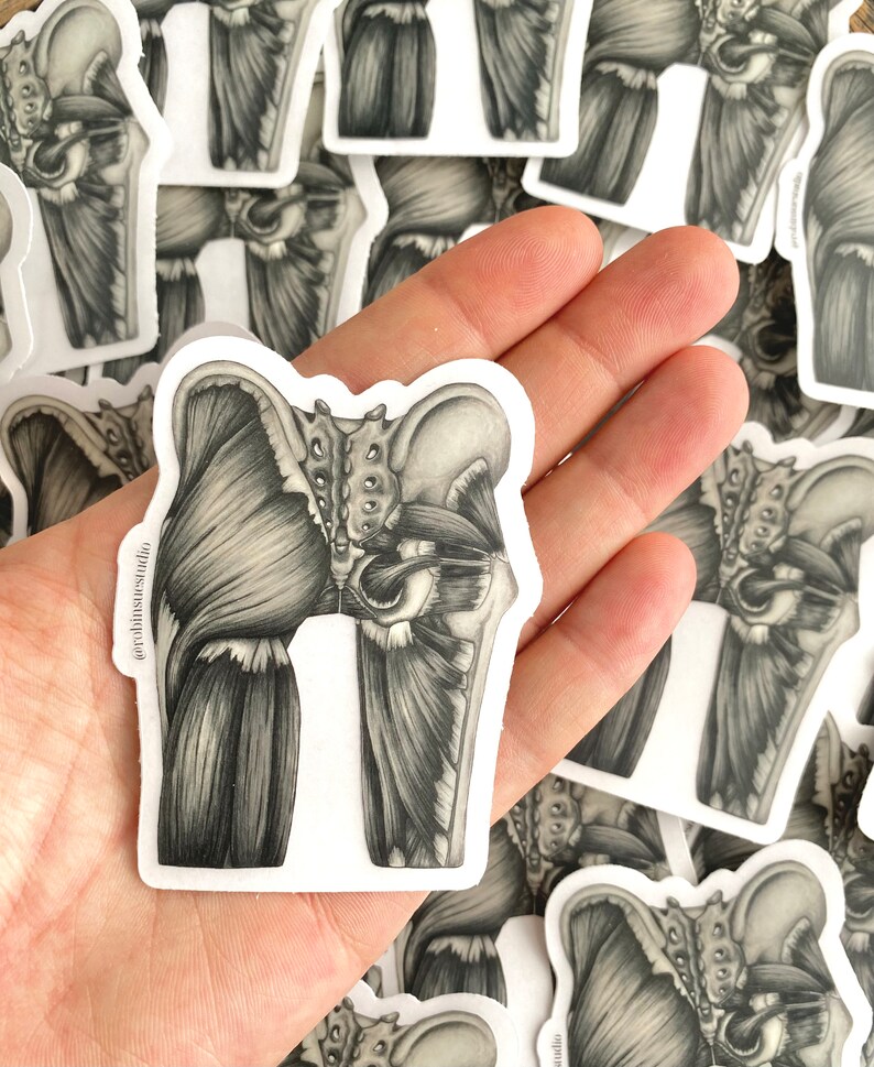 Clear Vinyl Sticker Hip Muscle Anatomy Sticker Waterproof Vinyl Sticker ...