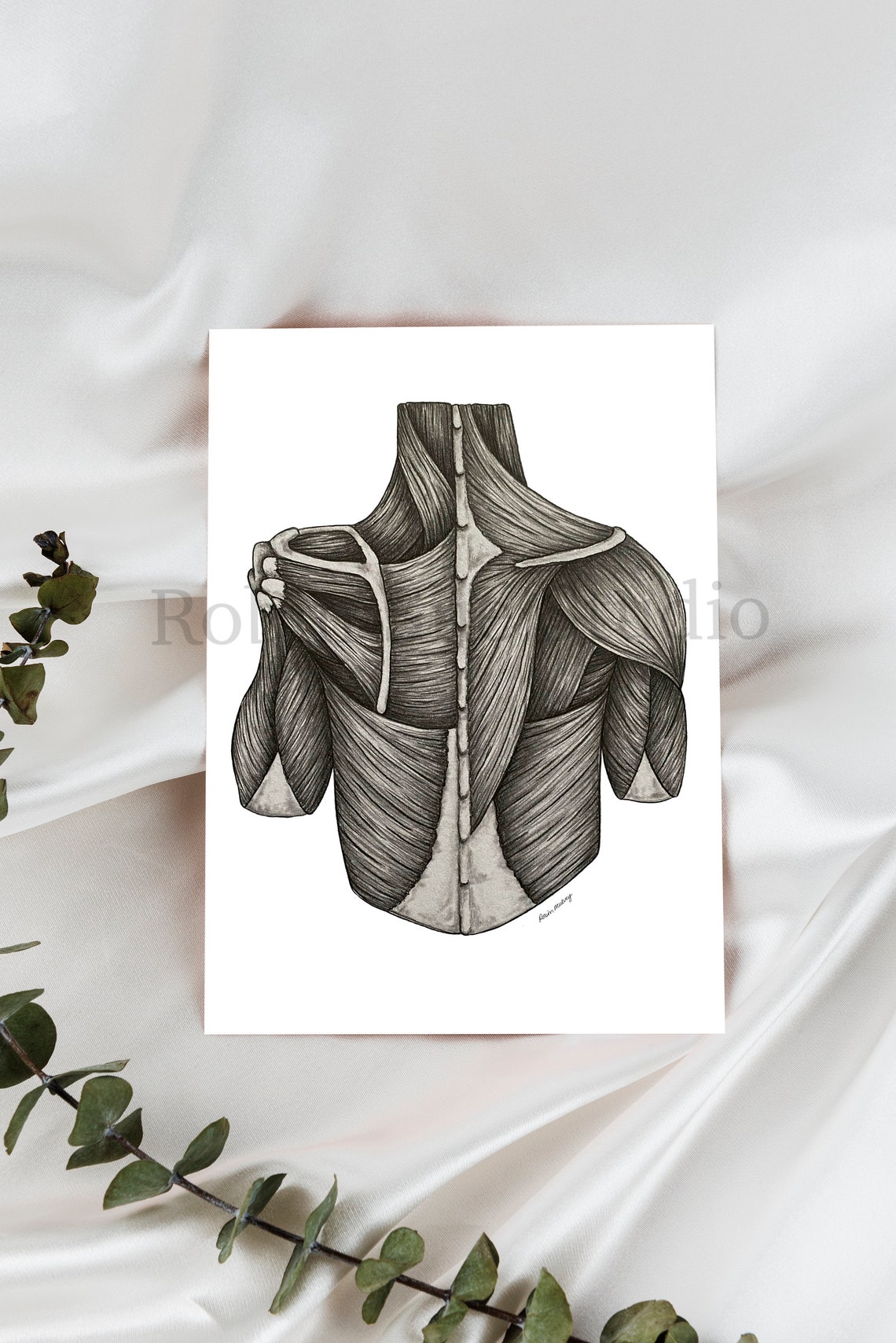 Back Muscle Anatomy Art Anatomy Decor for PT Clinic Decor Medical ...
