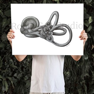 Vestibular Anatomy Poster Vestibular Art for ENT Office Wall Art ...