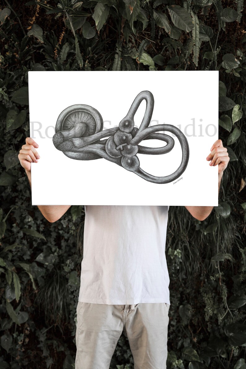 Vestibular Anatomy Poster Vestibular Art for ENT Office Wall Art ...