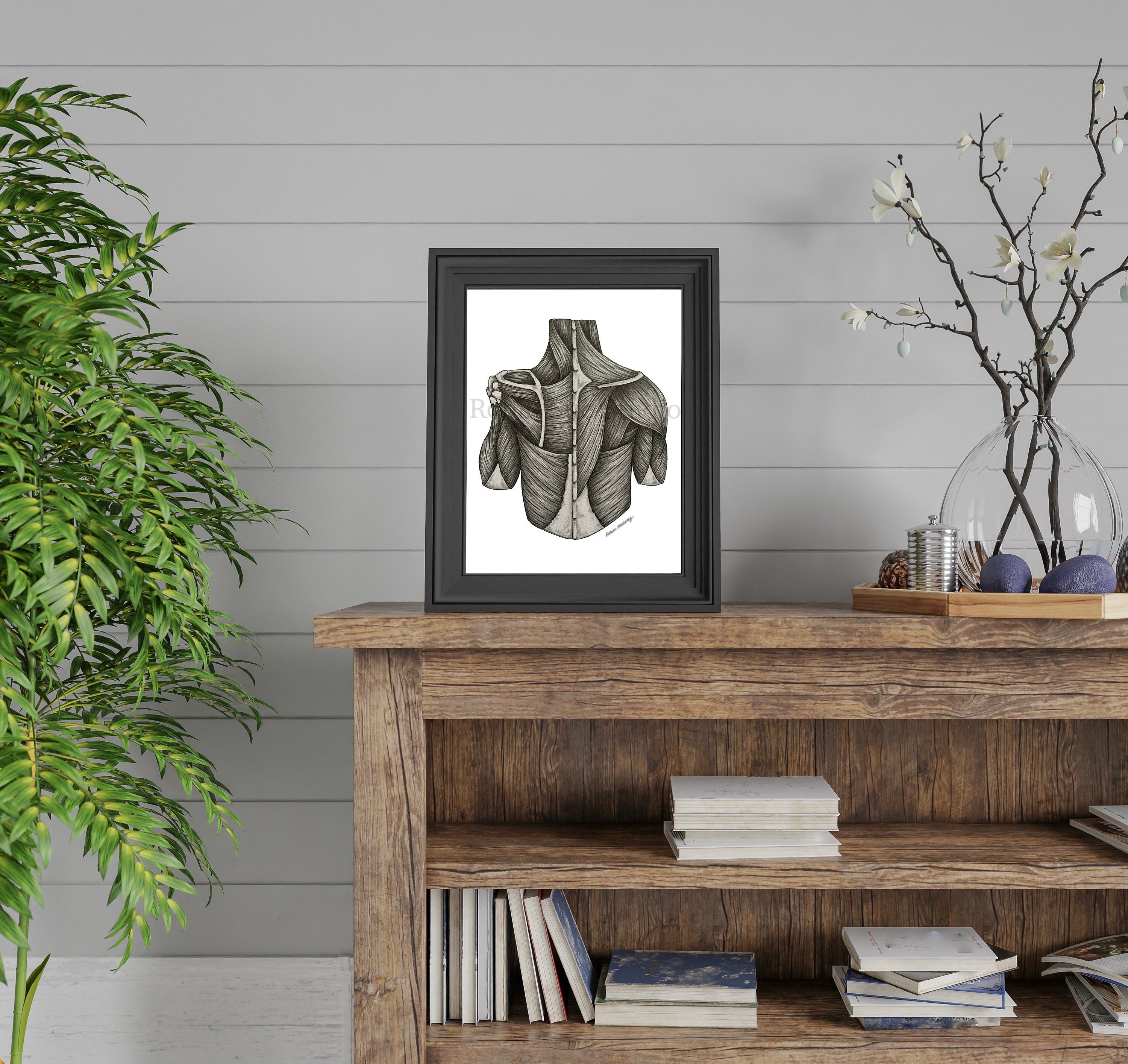 Back Muscle Anatomy Art Anatomy Decor for PT Clinic Decor Medical ...