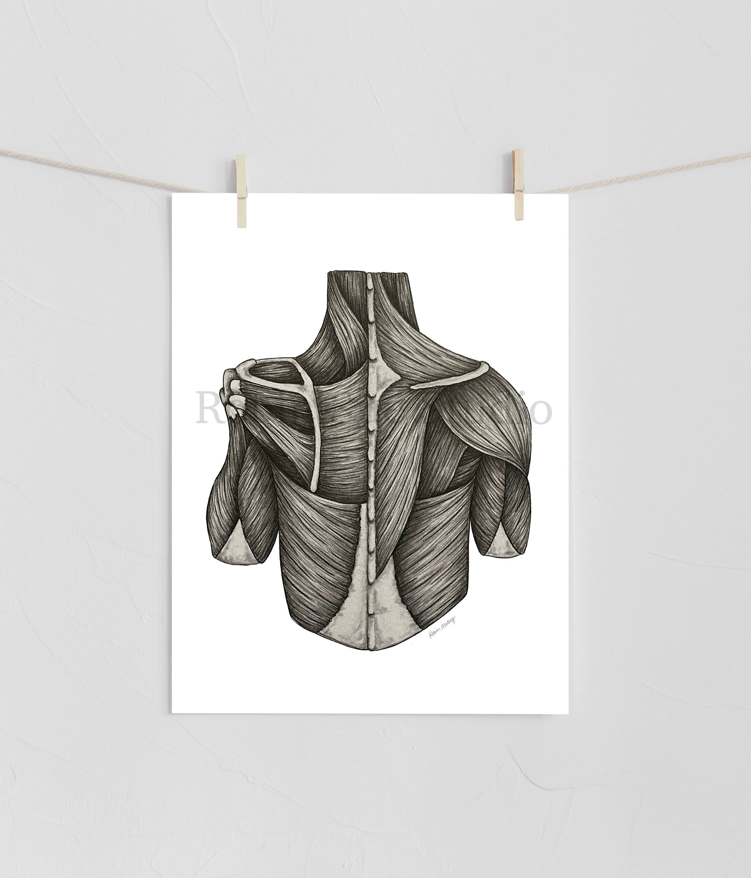 Back Muscle Anatomy Art Anatomy Decor for PT Clinic Decor Medical ...