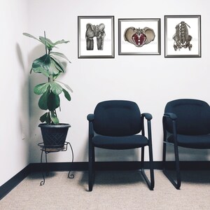 Pelvic Floor Poster for Womens Health Clinic Decor Pelvic Floor Anatomy ...