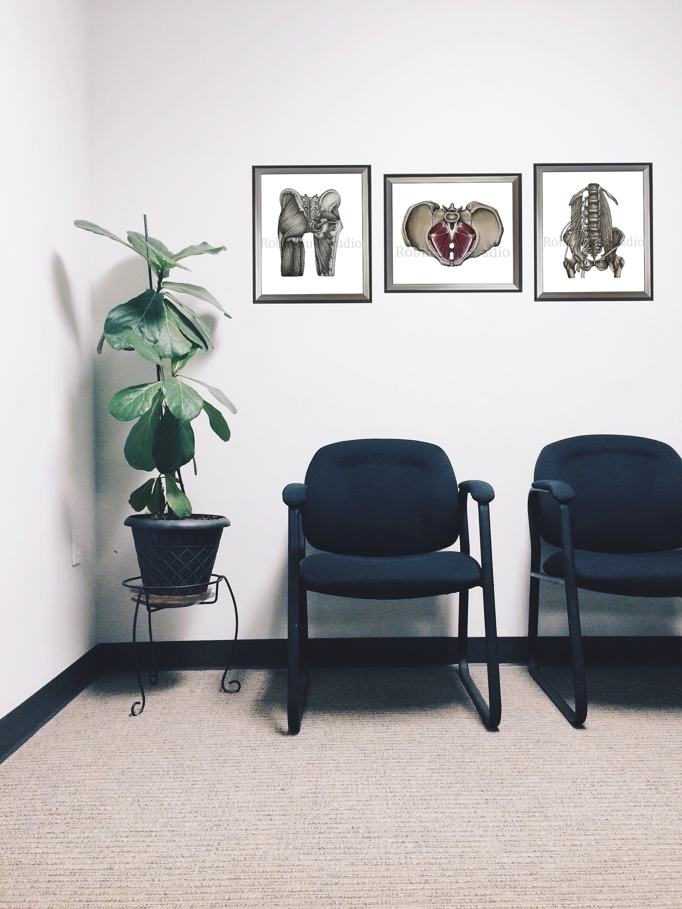 Pelvic Floor Poster for Womens Health Clinic Decor Pelvic Floor Anatomy ...