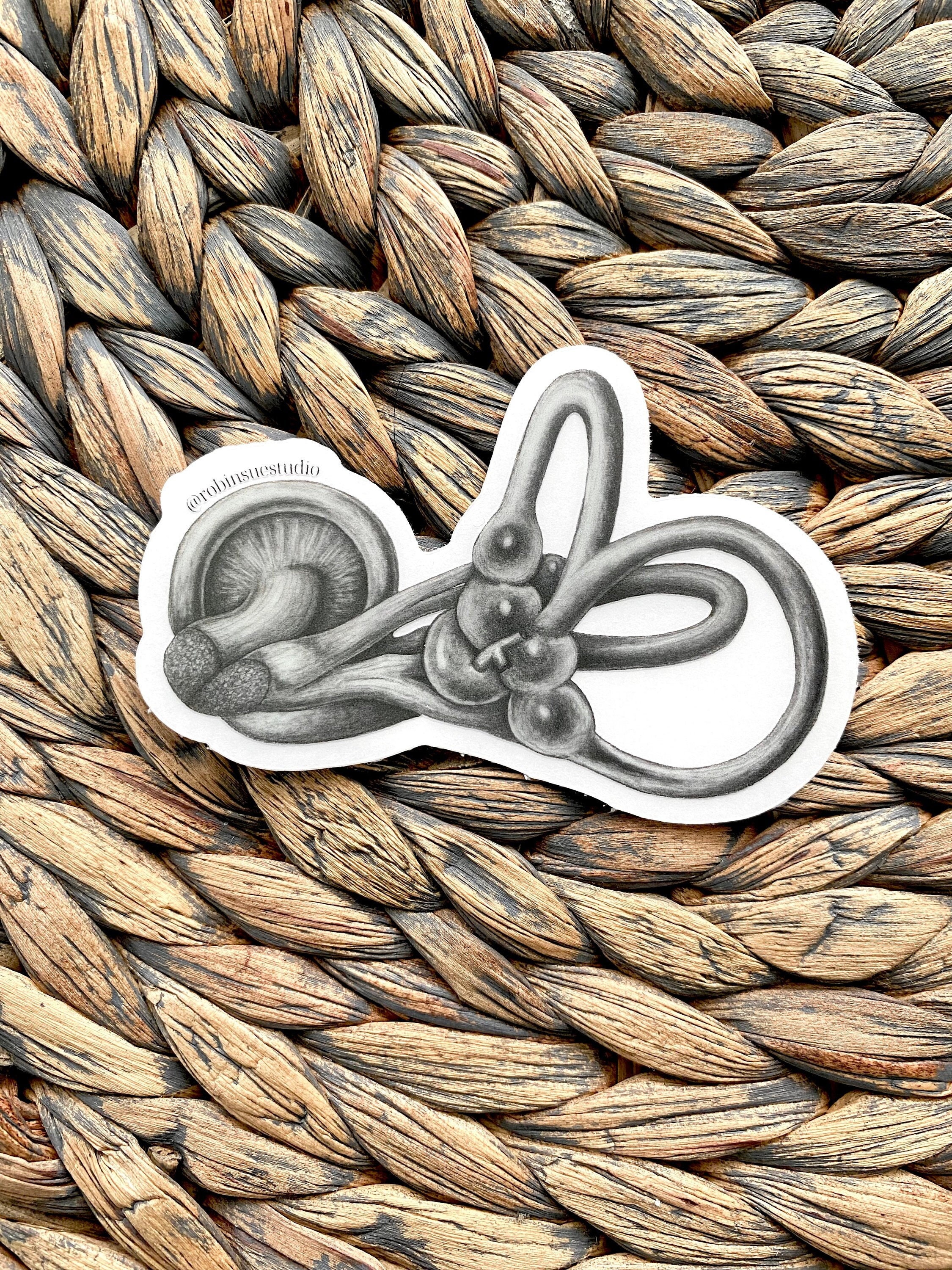 Clear Vinyl Sticker Vestibular Anatomy Sticker Audiologist Gift for ENT ...