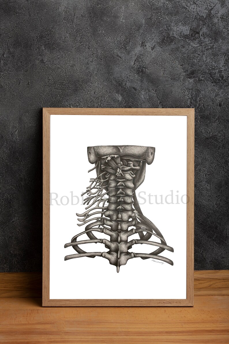 Spine Anatomy Poster Spine Medical Poster for Doctor Office Wall Art ...