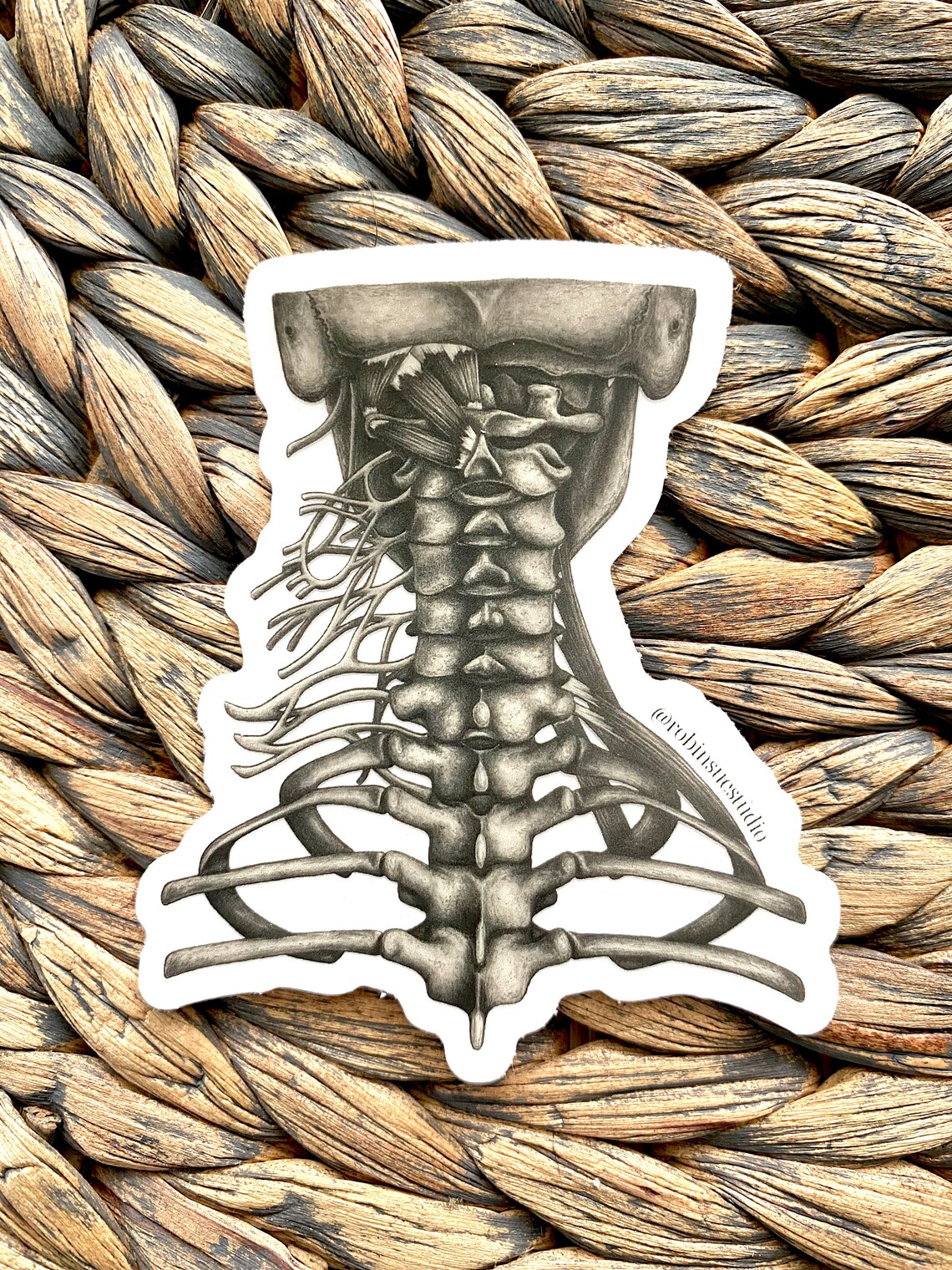 Clear Vinyl Sticker Spine Anatomy Sticker for Water Bottle Waterproof ...