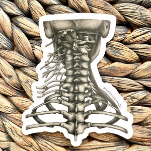 Clear Vinyl Sticker Spine Anatomy Sticker for Water Bottle Waterproof ...