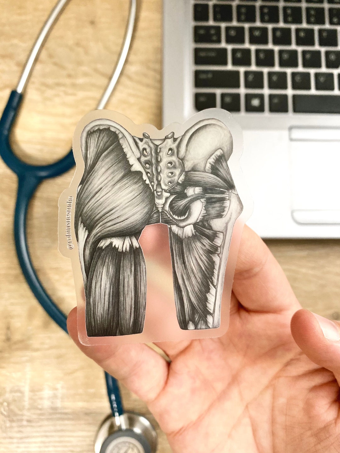 Clear Vinyl Sticker Hip Muscle Anatomy Sticker Waterproof Vinyl Sticker ...