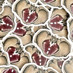 Clear Vinyl Sticker Pelvic Floor Anatomy Sticker for OBGYN Sticker for ...