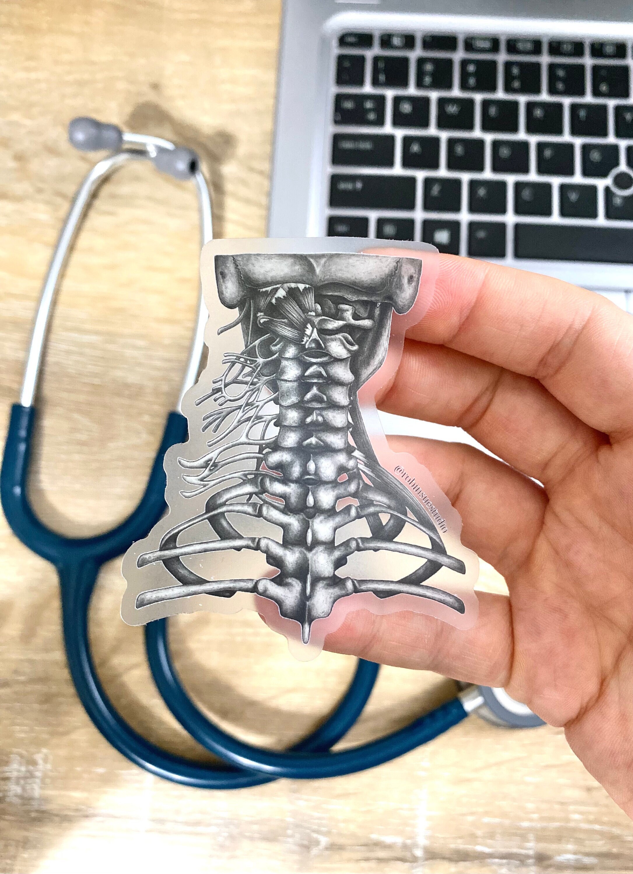 Clear Vinyl Sticker Spine Anatomy Sticker for Water Bottle Waterproof ...