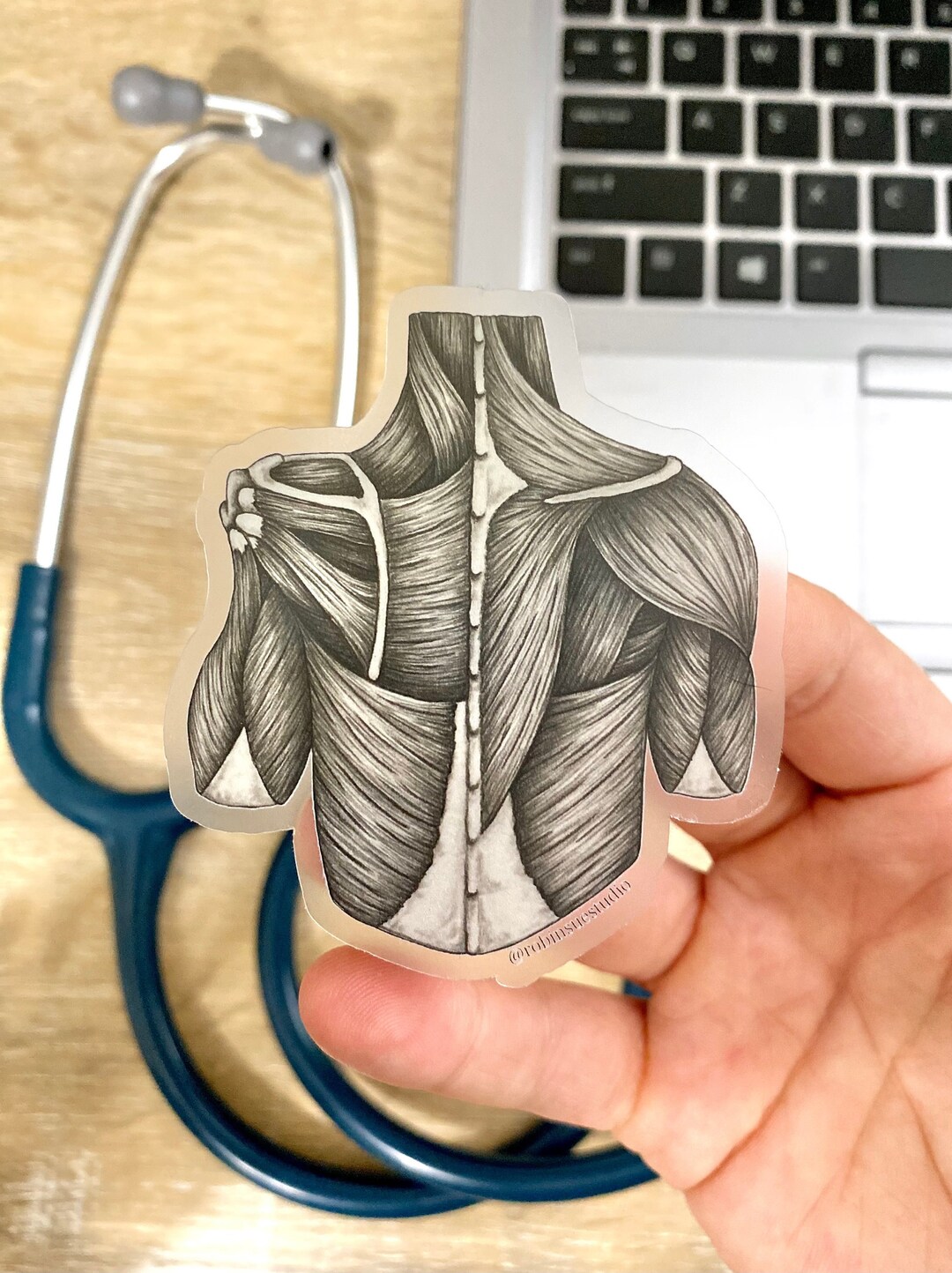 Clear Vinyl Sticker Back Muscle Anatomy Sticker Medical Theme Sticker ...